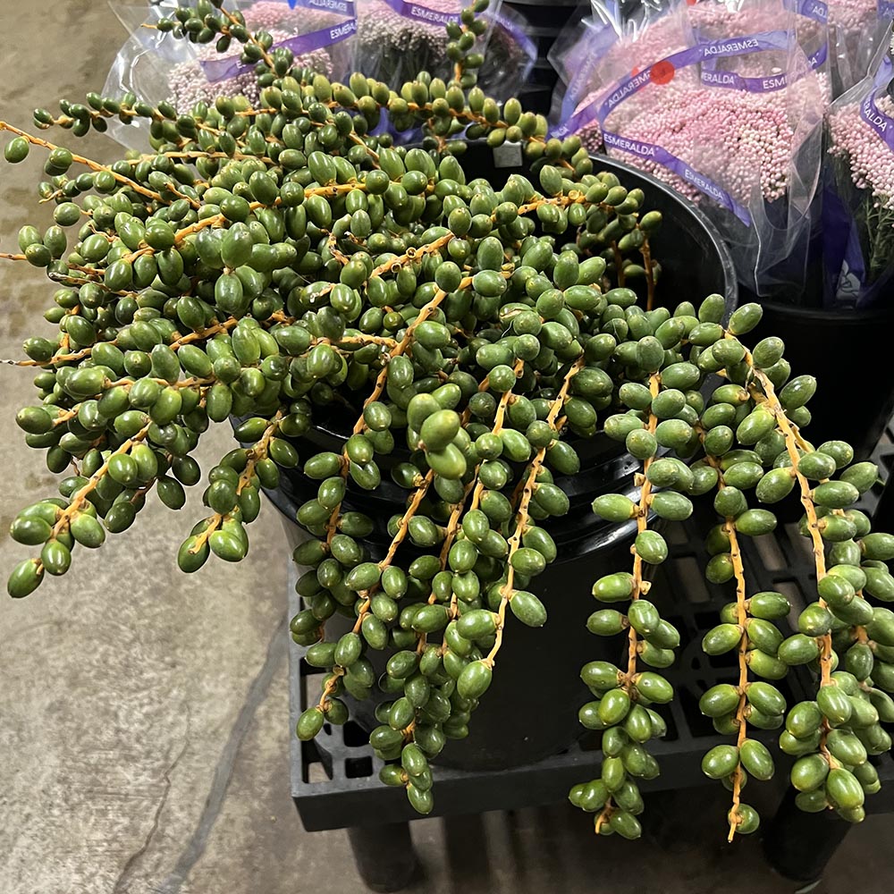 Washington Floral Service - Home