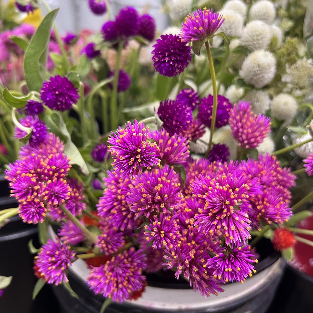 Washington Floral Service - Home